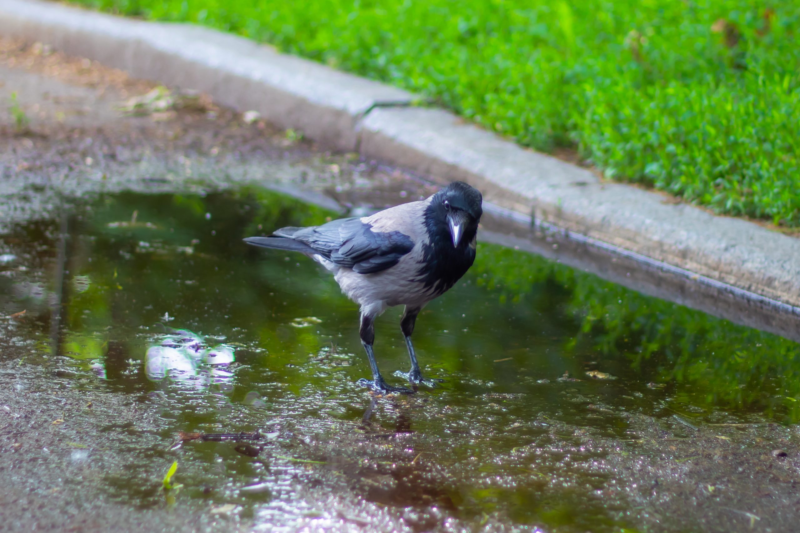 Hooded Crow – Life Is Strange Fans