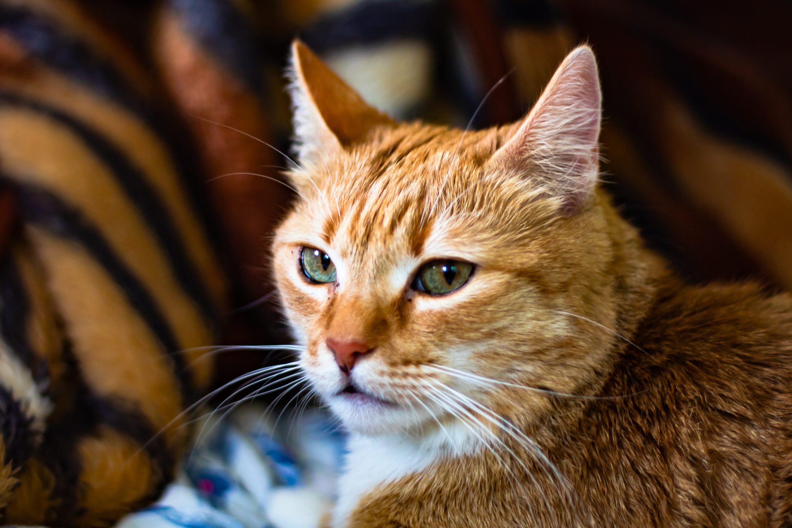 Fanta The Cat – Life Is Strange Fans