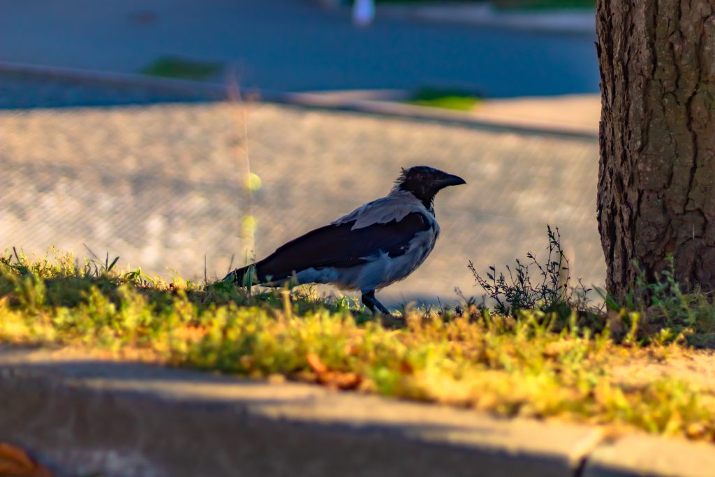 Downtown Crow – Life Is Strange Fans