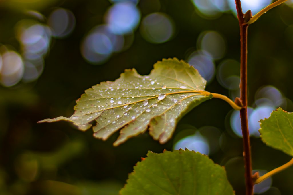 Droplets On Autumn Leaf – Life Is Strange Fans